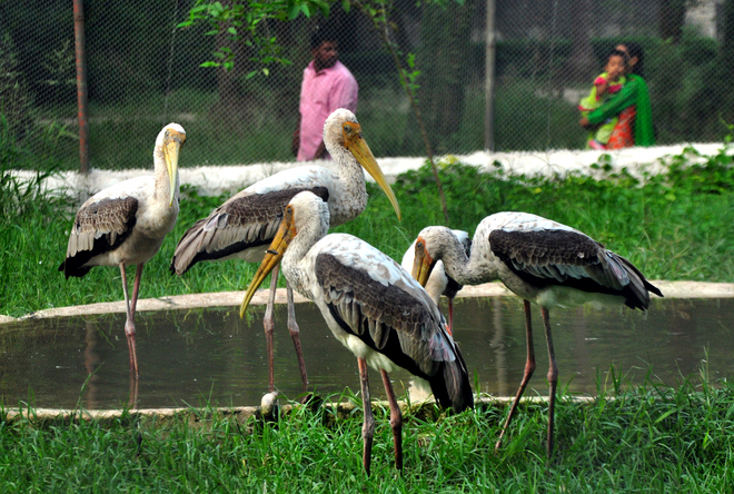Chhat Bir zoo witnesses record footfall on Day 2 : The Tribune India