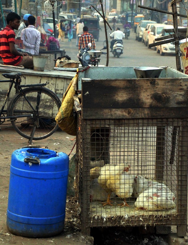 1,500 kg of meat destroyed : The Tribune India
