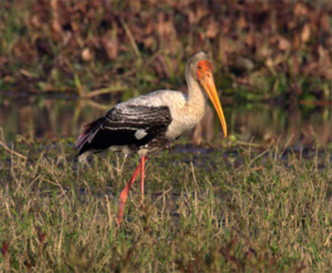 Winged visitors flock Harike : The Tribune India