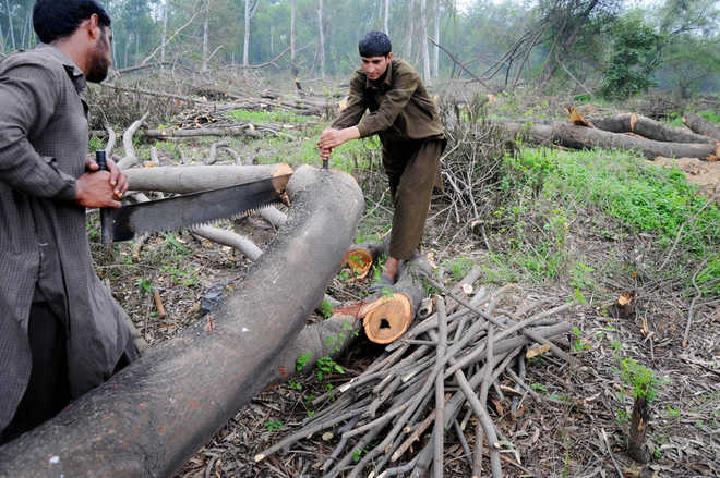 Axing of trees draws flak - The Tribune