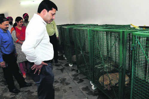 Civic body launches animal birth control programme in Mohali : The ...