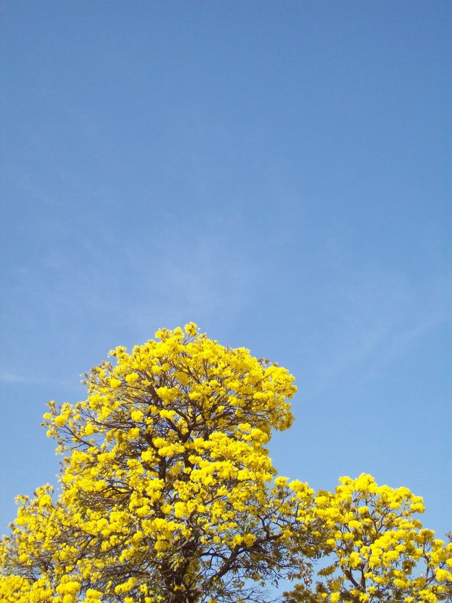 The City Beautiful, indeed : The Tribune India