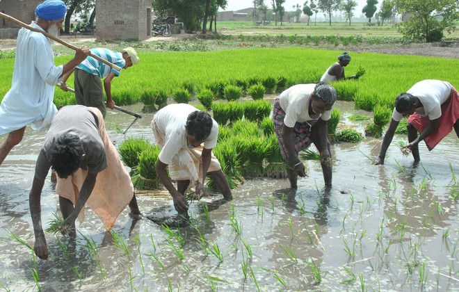 Shortage of labourers keeps farmers on toes : The Tribune India