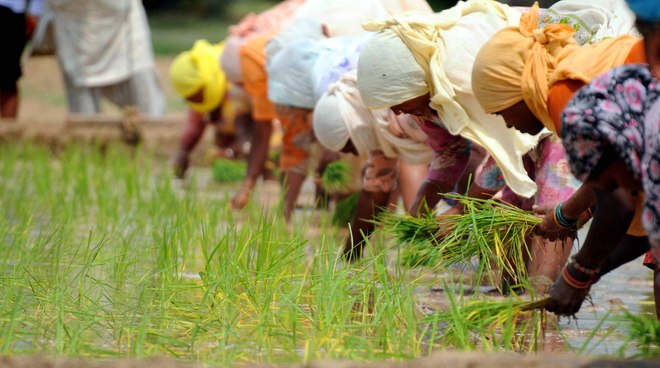 Farmers worried about labour, power crunch - The Tribune