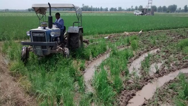 Saathi paddy planted in 150 acres destroyed in Y’nagar - The Tribune