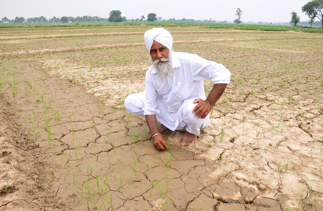 Farmers take to direct paddy sowing, area doubles in a year - The Tribune