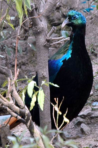 Rs 3 crore set aside to conserve state bird : The Tribune India