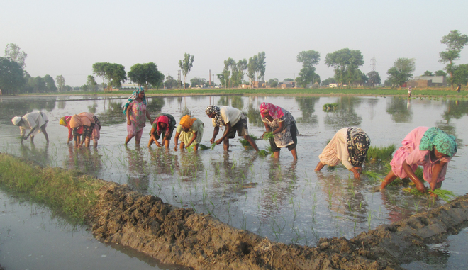 Higher farm wages witness change in labour pattern : The Tribune India