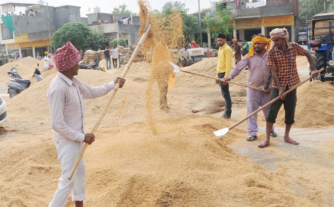 State awaits funds as paddy procurement begins tomorrow - The Tribune