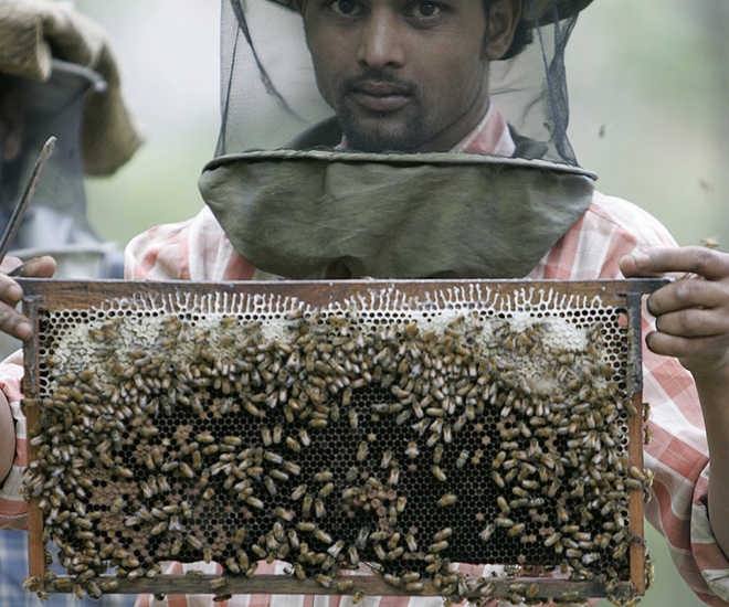 Beekeeping sweetens Valley’s economy - The Tribune