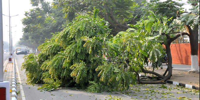 Tree scare haunts Sector 27 residents in city : The Tribune India