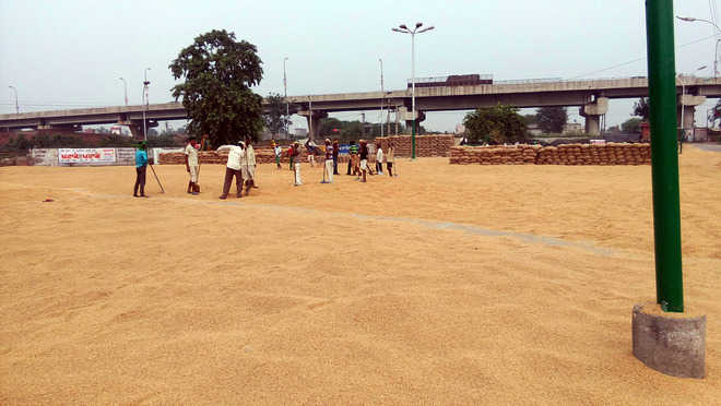 Shellers’ strike hits paddy lifting - The Tribune