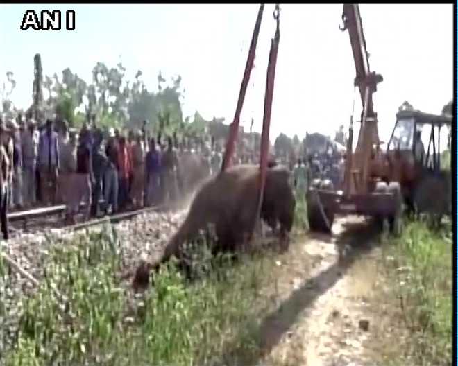 Elephant dies after being hit by train in Uttarakhand : The Tribune India