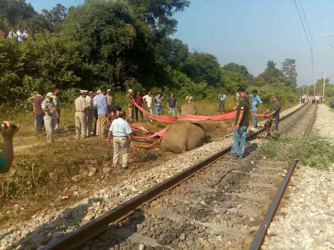 Elephant hit by train dies, rail traffic affected - The Tribune