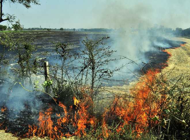 Burning of paddy stubble goes on unabated : The Tribune India