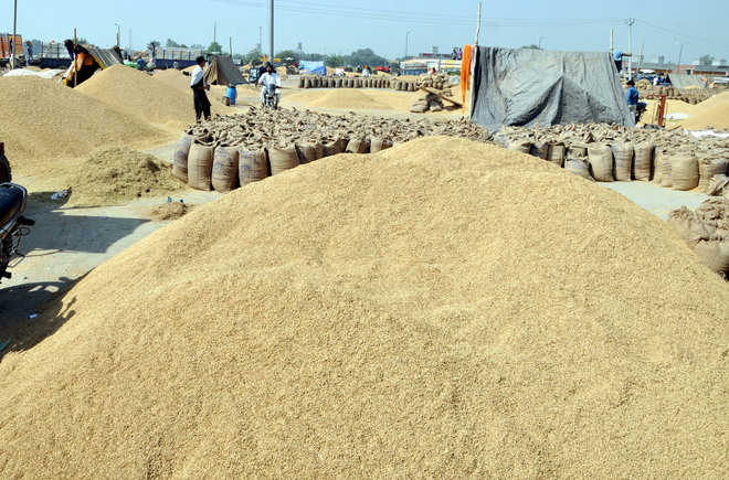 ‘85 per cent paddy has arrived in markets’ : The Tribune India