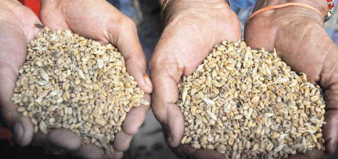 Atta-Dal Scheme: Villagers complain of rotten wheat supply - The Tribune