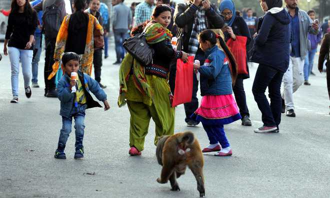 Monkey watchers to guard 14 sites : The Tribune India