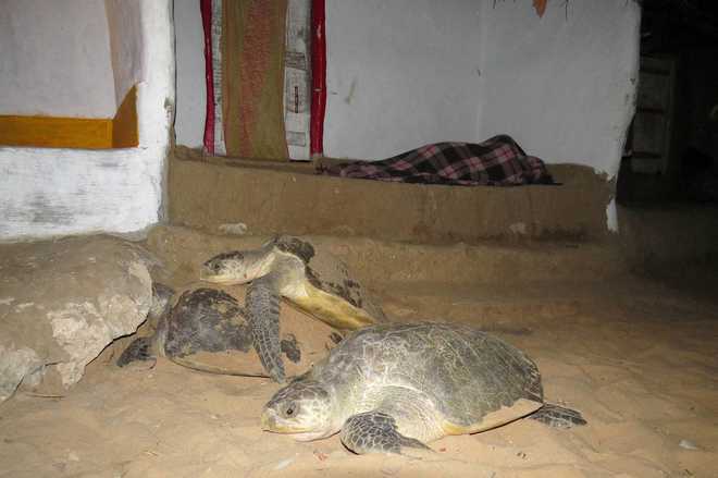 Dino-killing asteroid spared ancient sea turtle - The Tribune