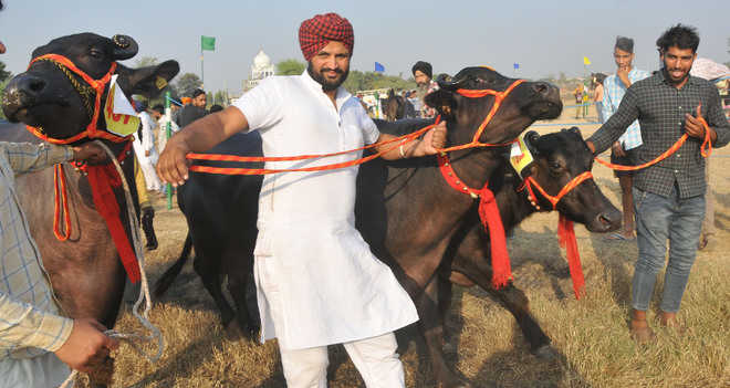 Cattle fair begins at Chappar Chiri - The Tribune