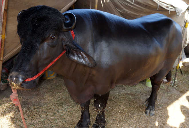 Costliest Murrah buffalo’s progeny earns Rs 3 lakh per week - The Tribune