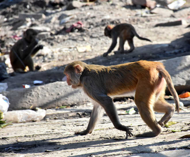 Simian count exceeds1.46 lakh : The Tribune India