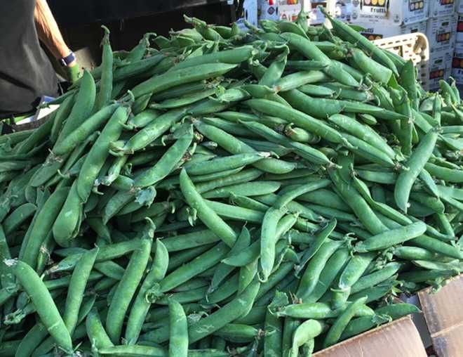 Farmers incur losses on pea crop, demonetisation blamed : The Tribune India