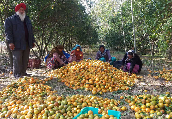 Low prices force kinnow growers to uproot orchards - The Tribune