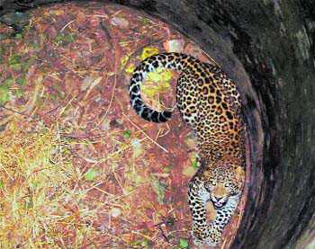 Leopards Eating Humans