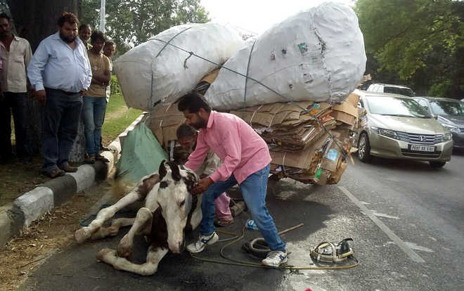 Horse injured as overloaded cart overturns - The Tribune