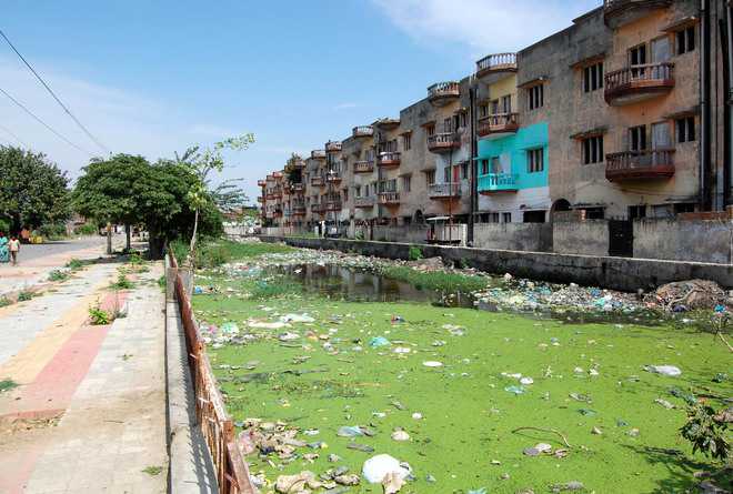 Site for green belt turns into sewage cesspool : The Tribune India