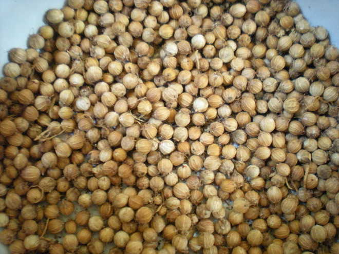 Policy change delays supply of jantar seed to farmers - The Tribune