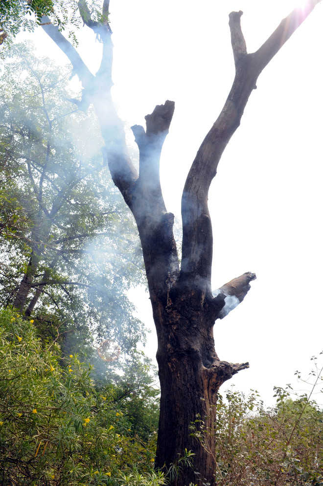 Burning of refuse under trees goes on unabated - The Tribune