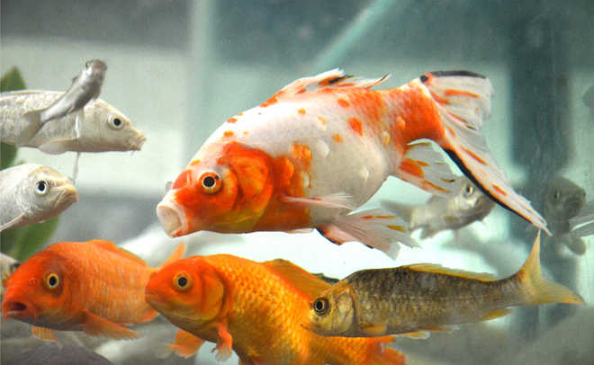 GADVASU pitches for ornamental fish farming to boost rural growth : The ...