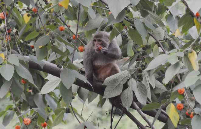 Monkeys declared vermin in Himachal to allow culling - The Tribune