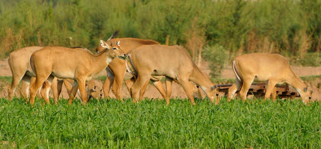 Nilgais give sleepless nights to farmers - The Tribune