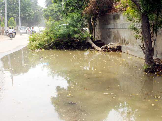 Trees uprooted as MC resorts to dismantling of footpaths - The Tribune