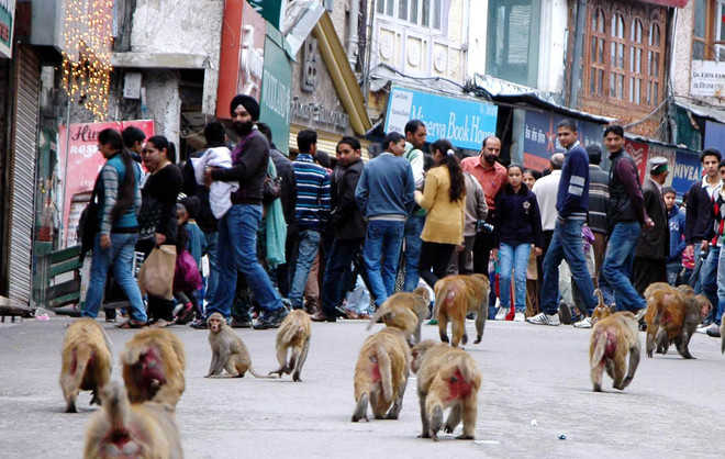 Form teams of shooters for monkey culling: Kisan Sabha - The Tribune