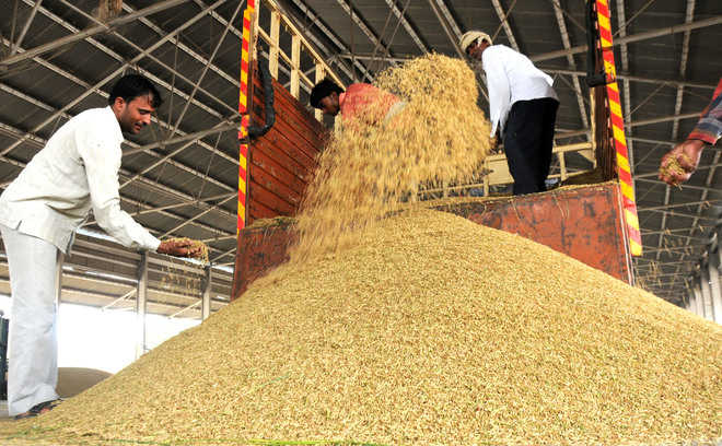 ‘Saathi’ paddy arrives in Karnal grain market - The Tribune