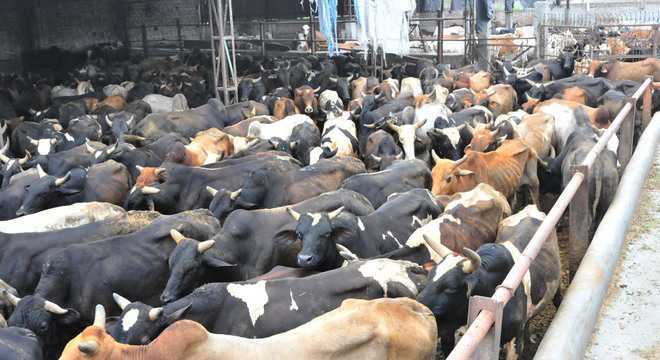 Cow cess comes, free power to gaushalas off : The Tribune India