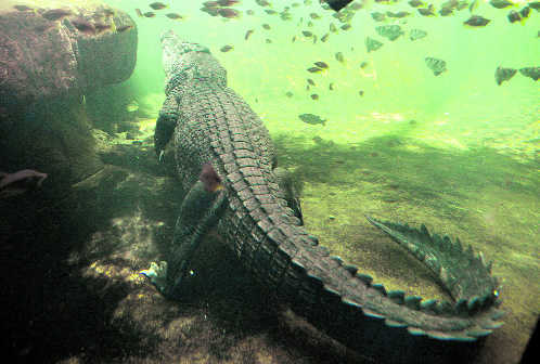 New reptile species from 212 million years ago identified - The Tribune
