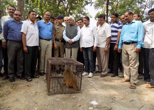 Monkey control campaign launched in Dehradun : The Tribune India