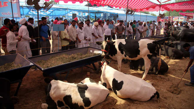 Diversification, scientific methods key takeaways for farmers - The Tribune