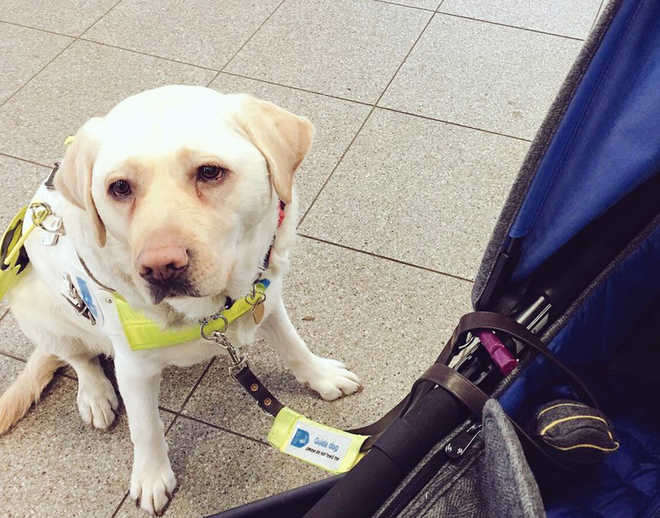 Indian-origin blind man in UK puts camera on dog to film abuse - The ...