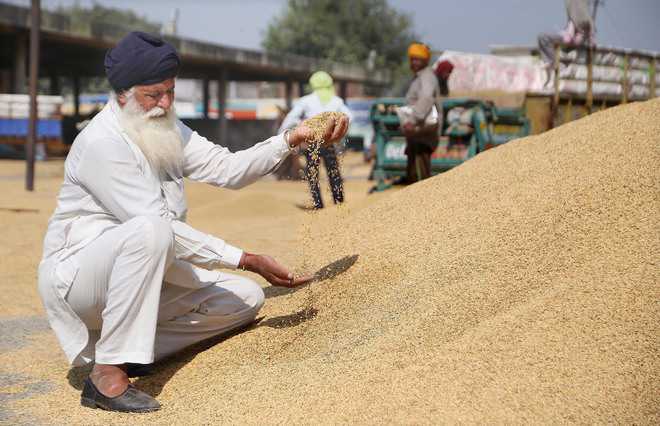 Paddy lifting starts at grain market : The Tribune India