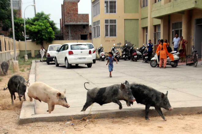 Now, pig menace causes trouble to city residents - The Tribune