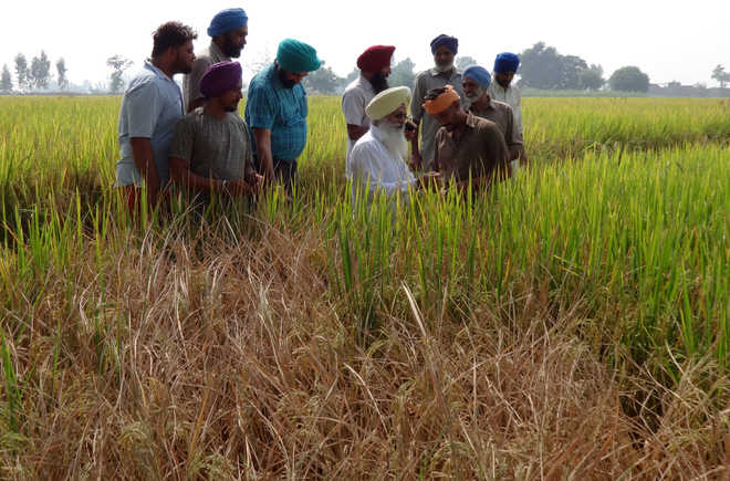 Black hopper attacks paddy in Malwa : The Tribune India