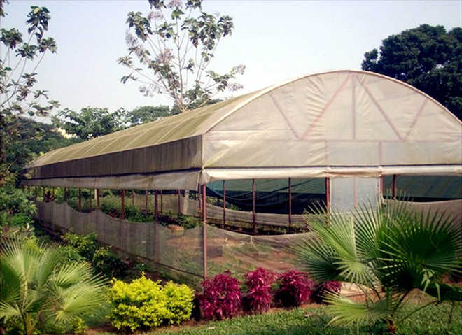 Polyhouse Scheme fails to achieve desired results - The Tribune