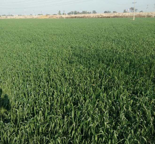 Conducive weather brings cheer to wheat growers - The Tribune