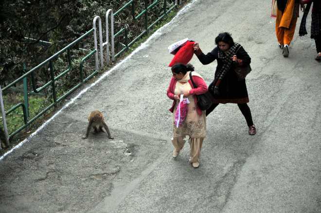 Himachal to raise eco-task force to cull monkeys - The Tribune